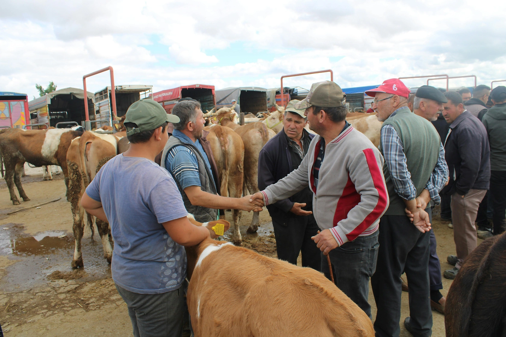 Nebraska Cash Cattle Trade Slumps to 60 Head on June 9, 2026