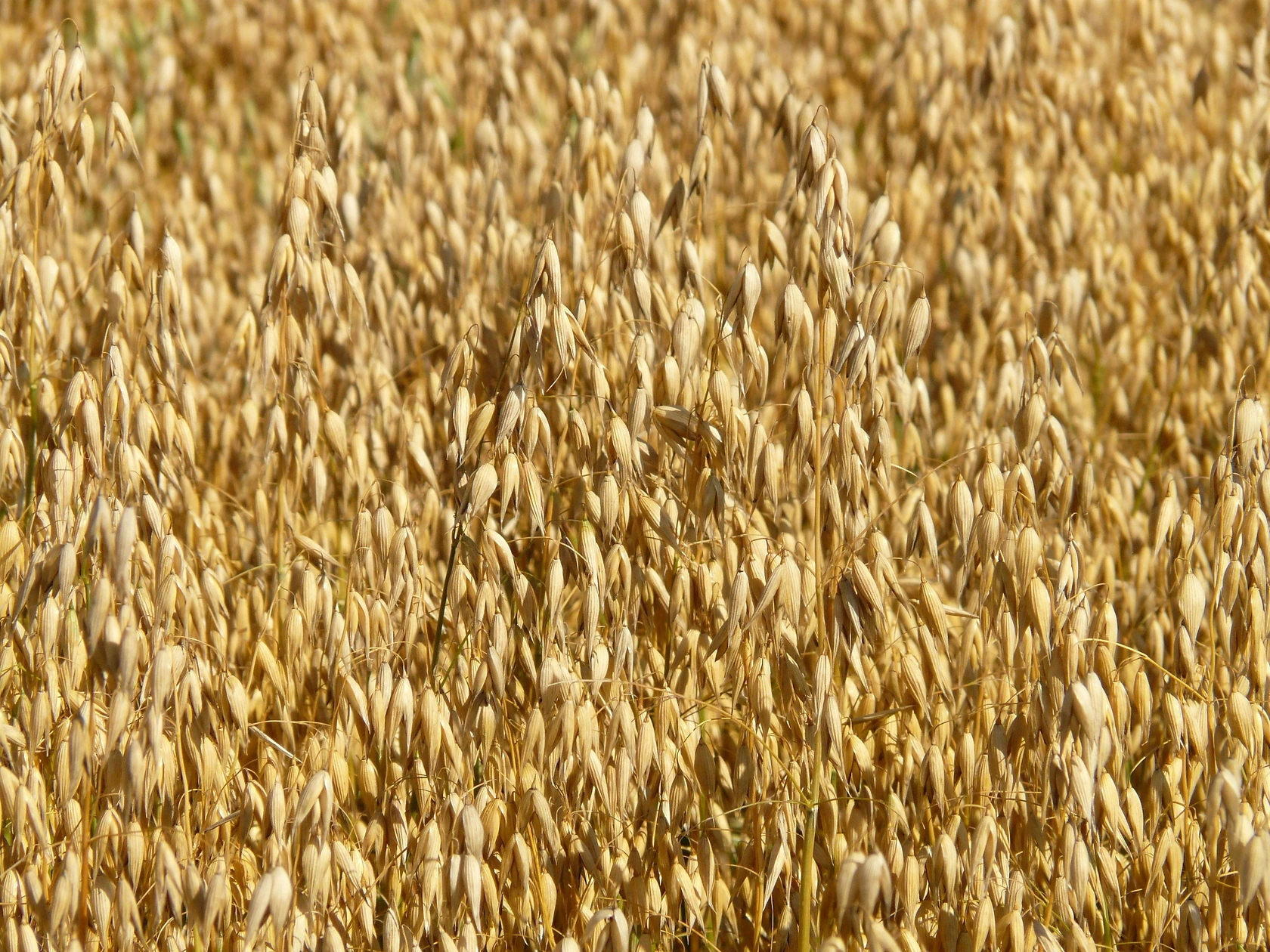 Eurostat Publishes 2026 Oats and Spring Cereal Mixtures Data