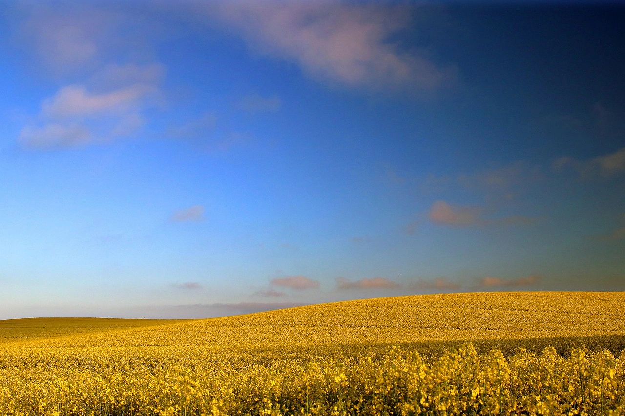 Global Oilseed Export Prices: Latest EU Data (May 28, 2026)
