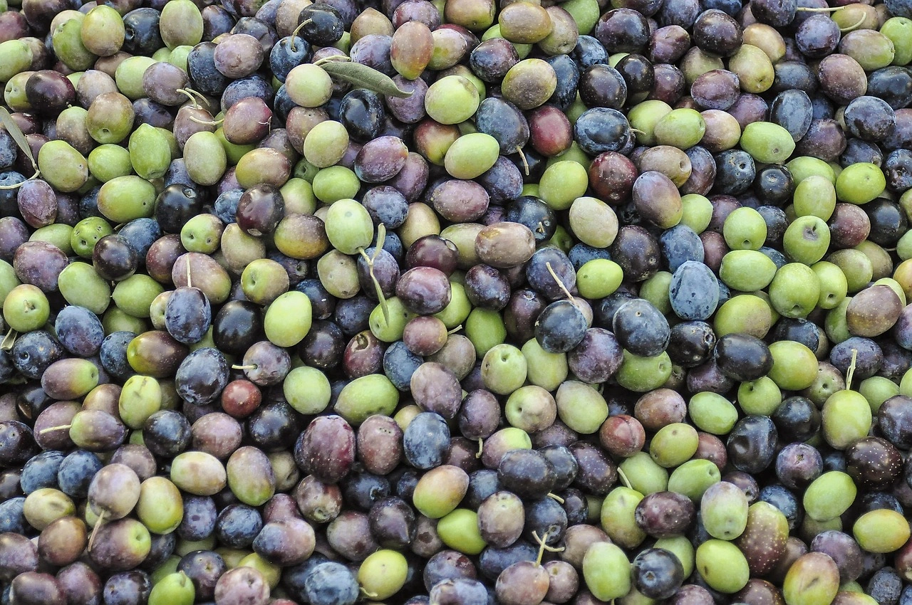 Spanish Black Olive Exporters Face New Challenges Amid EU-US Trade Deal