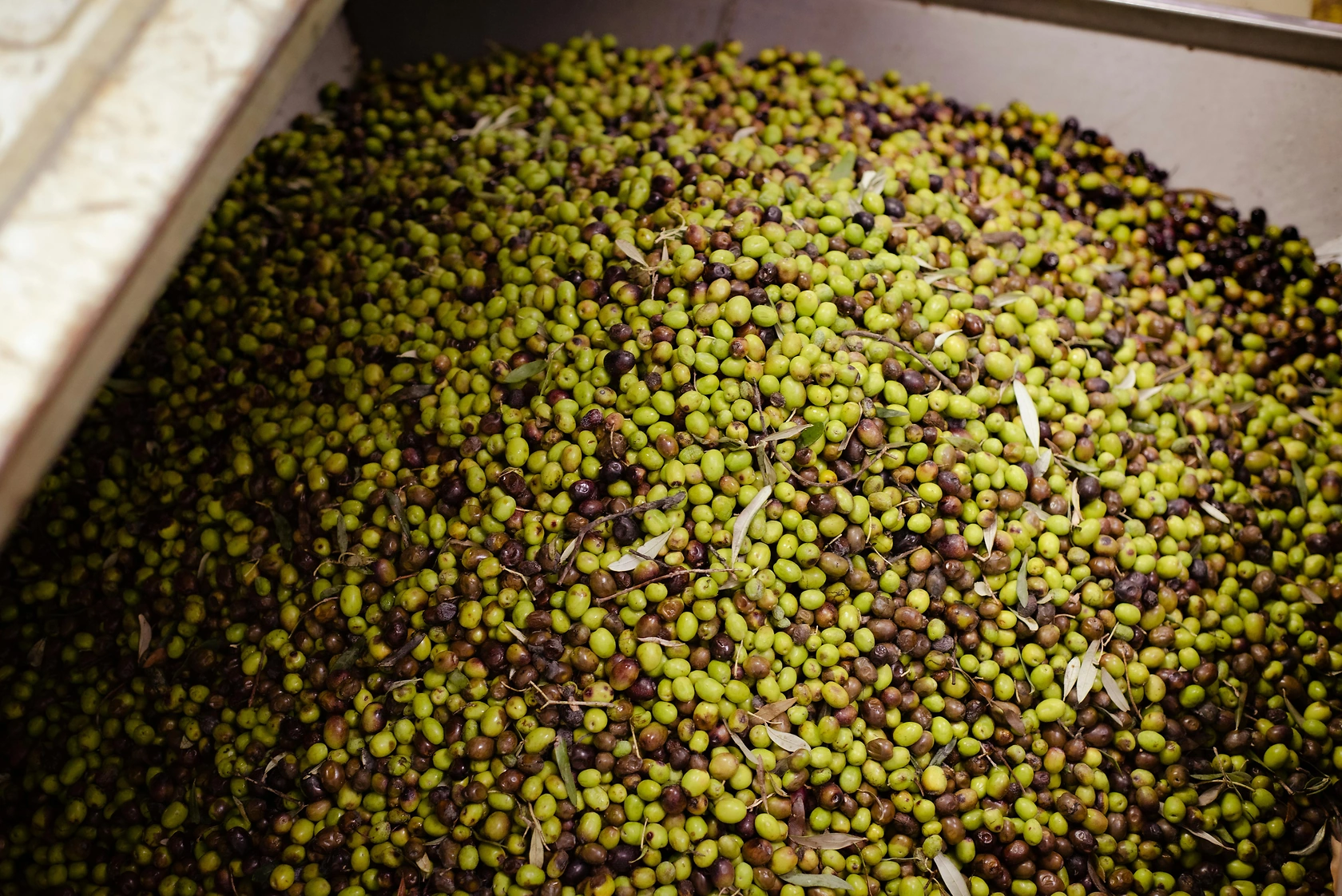 Why Olive Oil Prices are High: Production Costs & Quality Explained