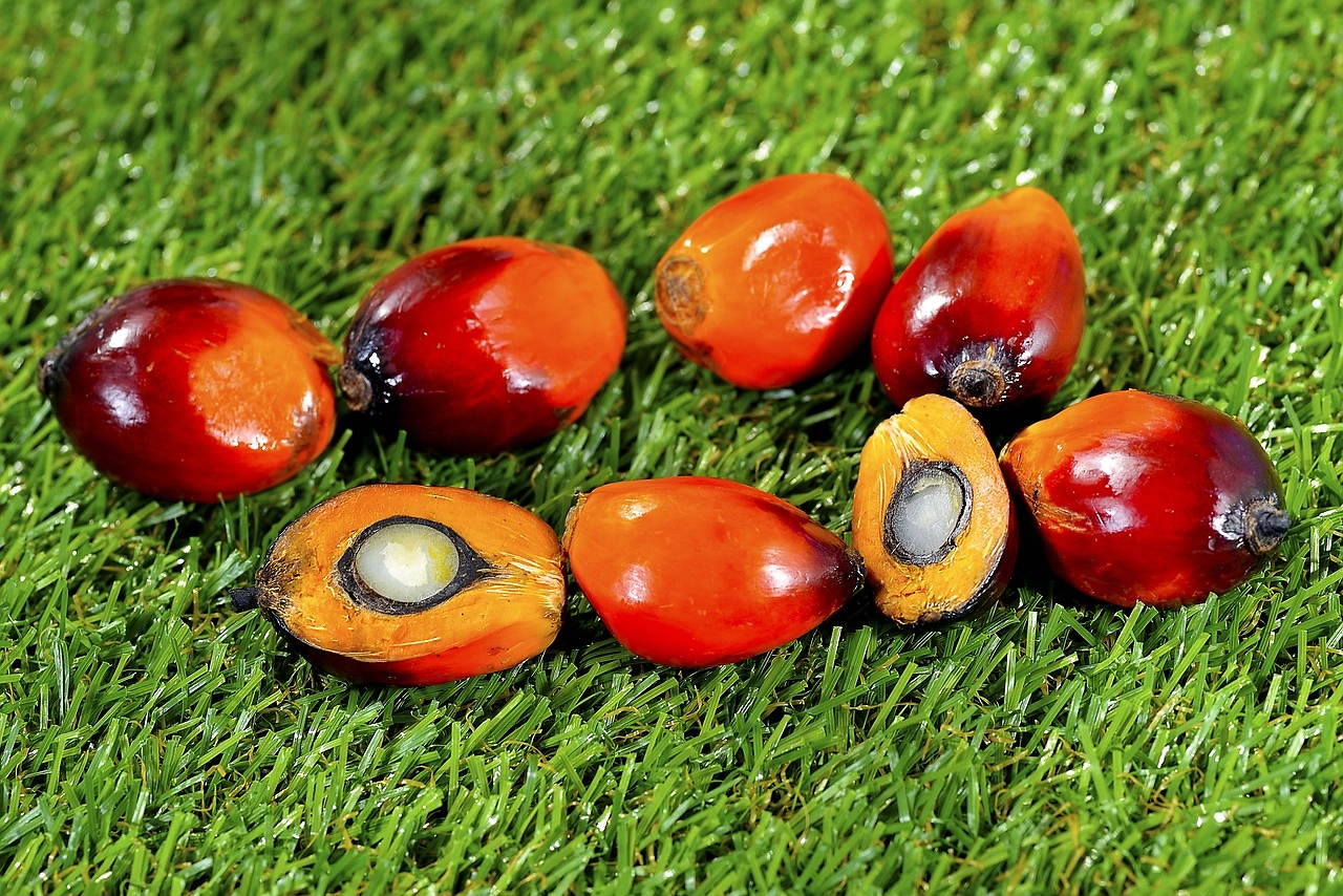 WTO Arbitrator to Set Indonesia's Trade Suspension Level Against EU in Palm Oil Dispute