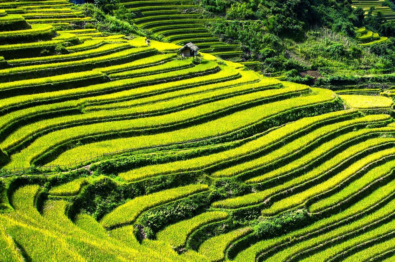 Philippines to Import 3.6M Tons of Rice in 2026, Mostly from Vietnam