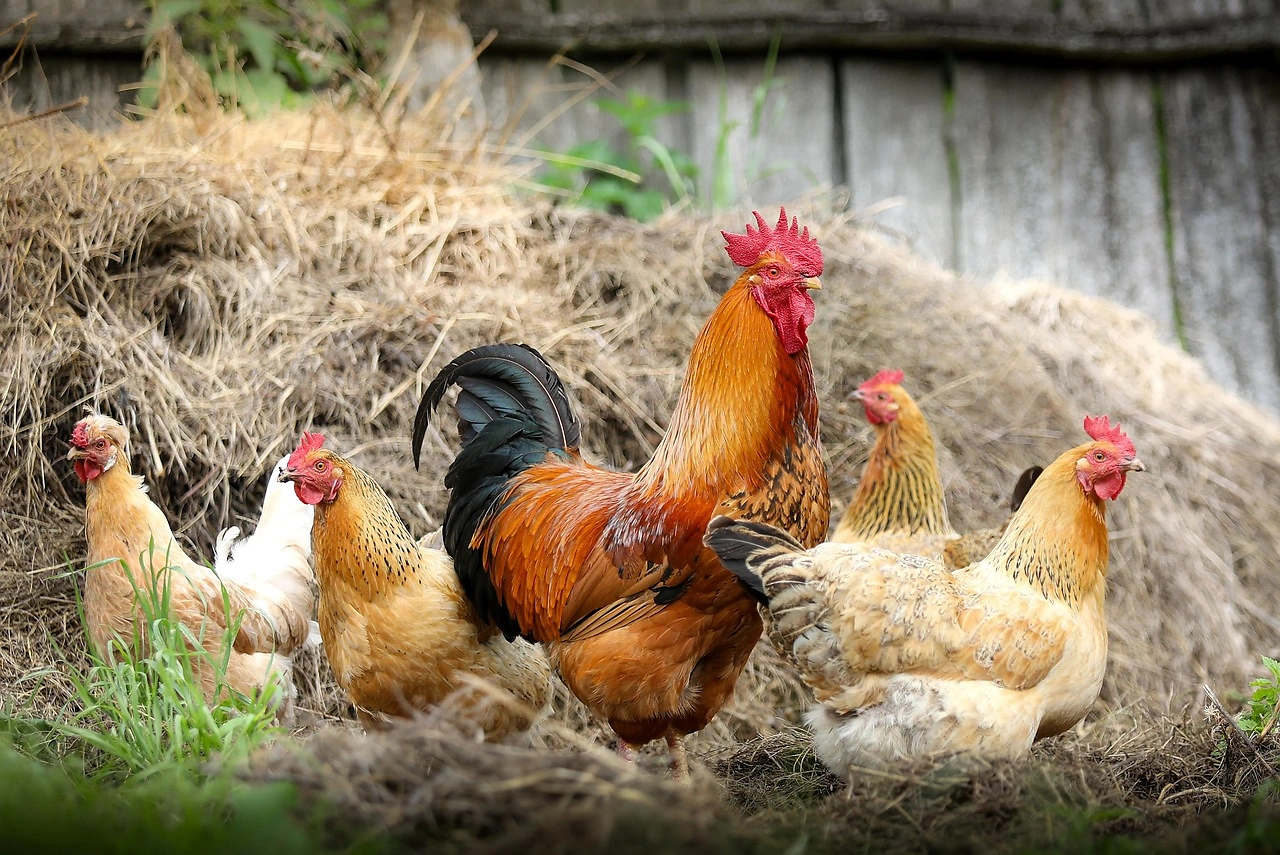 Federal Judge Holds Poultry Giants Responsible for Decades of River Pollution