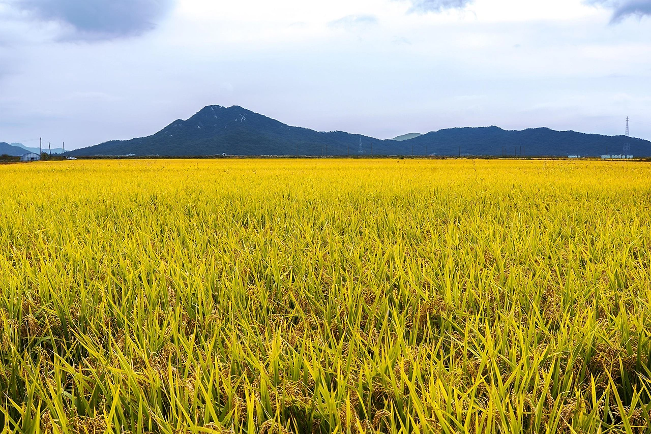 South Korea Rice Production to Decline in 2026-27 Marketing Year