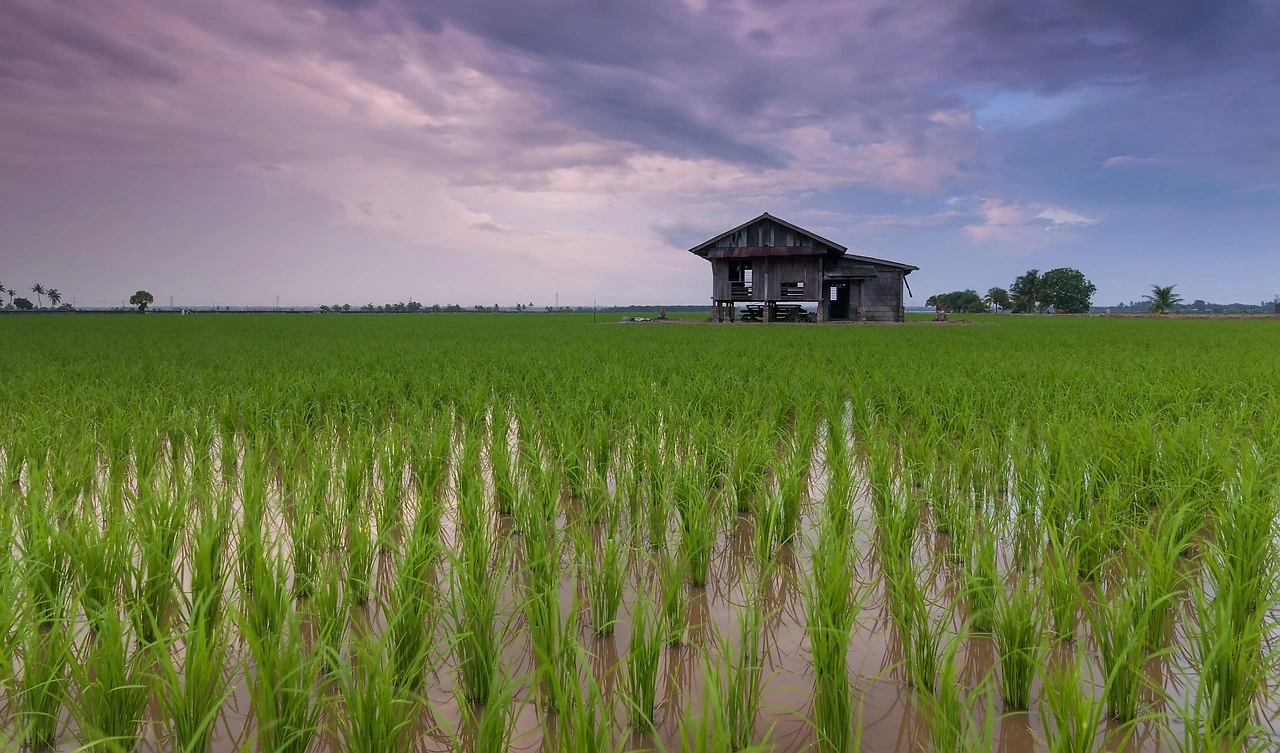 Vietnam Launches New Low-Emission Rice Protocols for 2025-2026 Season