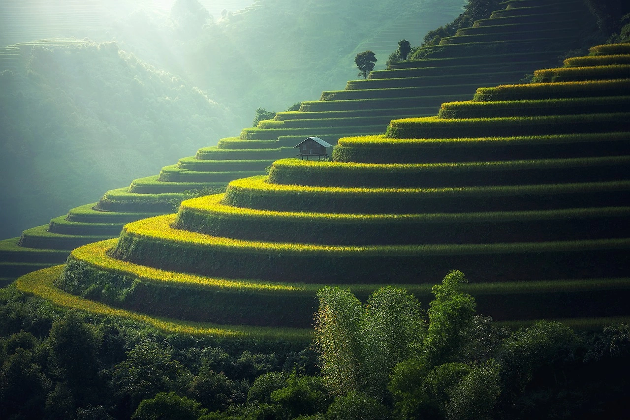 Mars Invests $20M in Climate-Smart Rice Farming to Combat Yield Decline