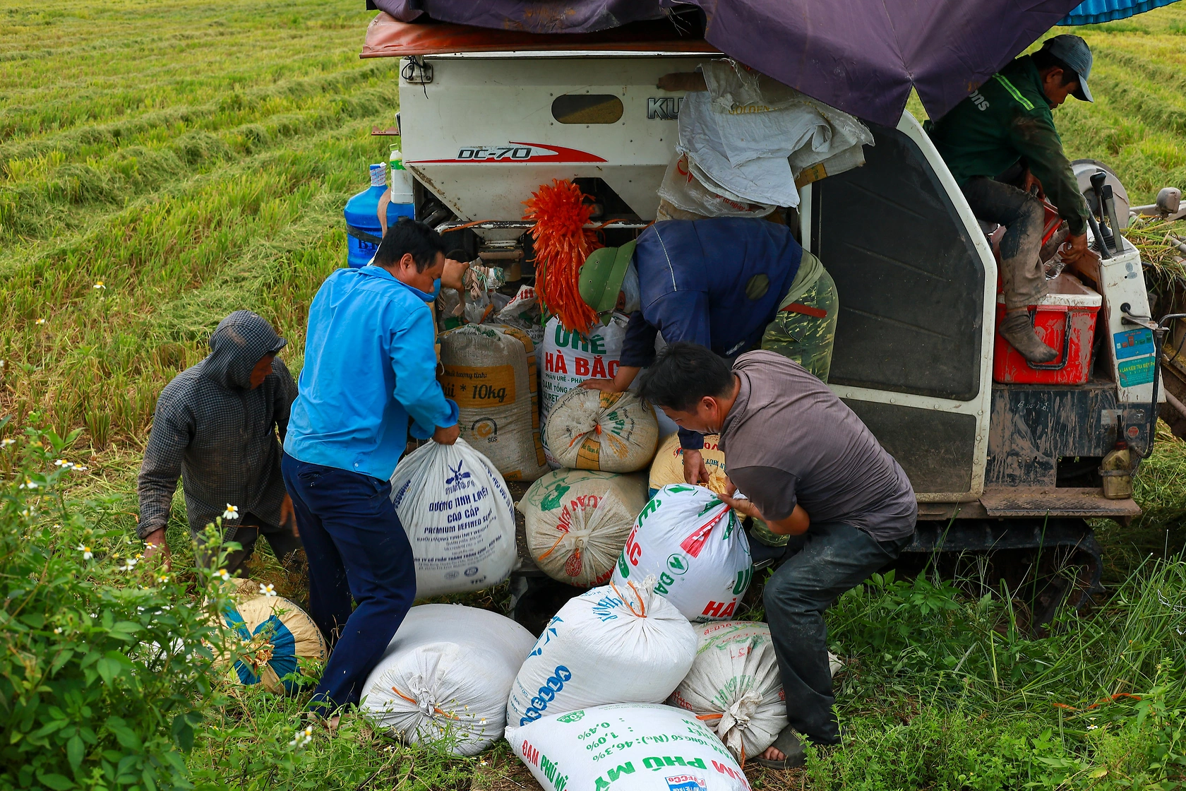 Rice Production Must Grow 25% by 2049 Amid Climate and Economic Challenges
