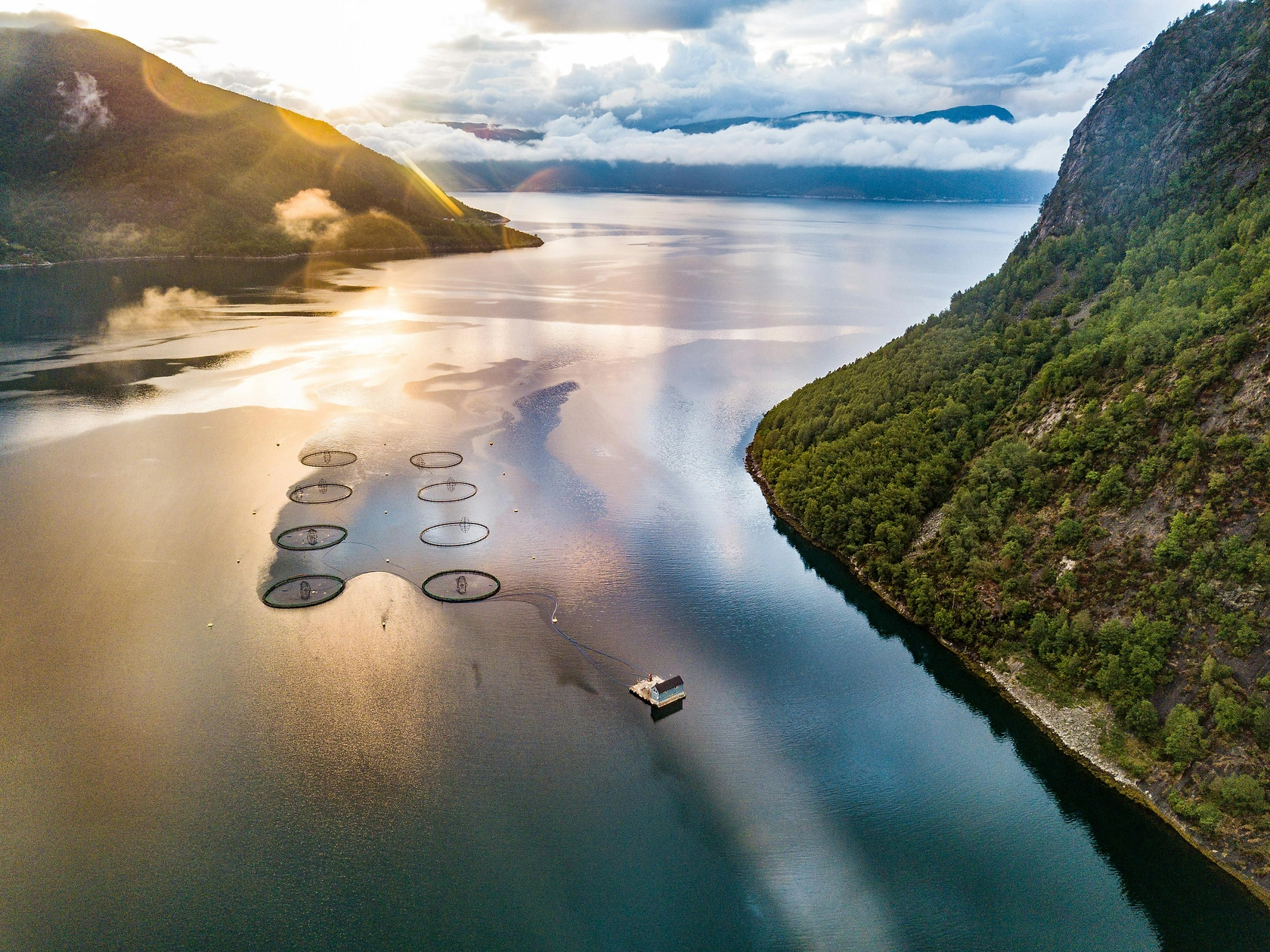 Court Upholds Denial of Mowi Salmon Farm Licenses in Discovery Islands