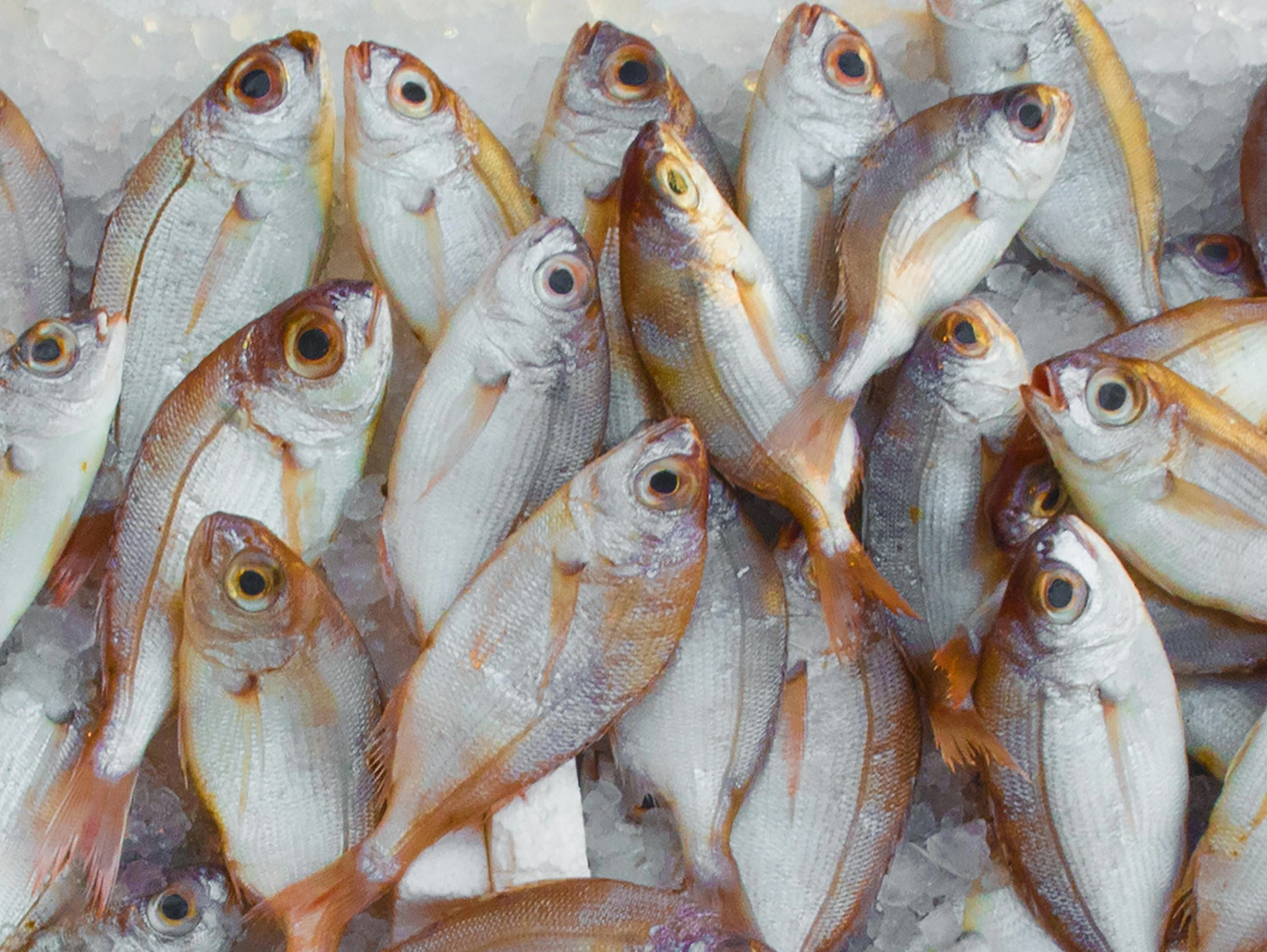 Highwood Harbor Acquires Eastern Fish Company