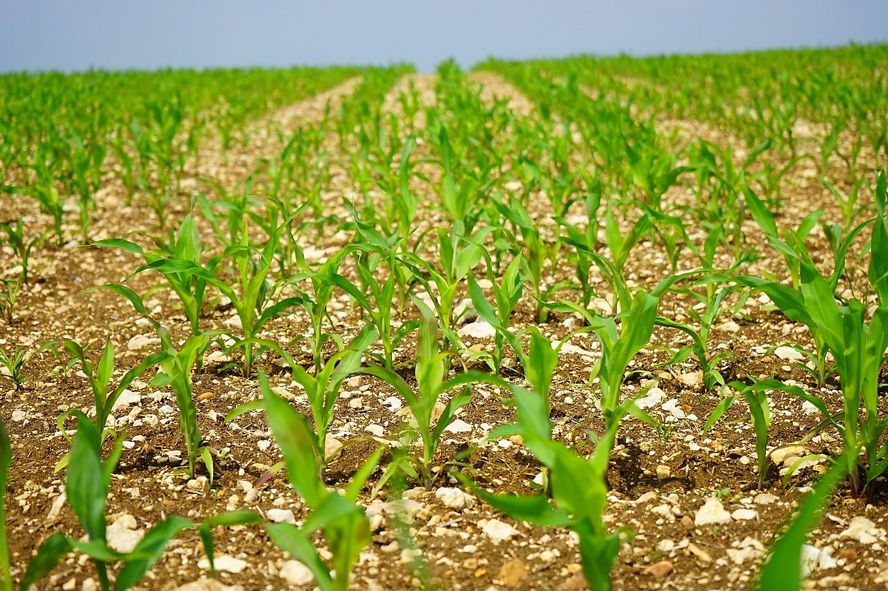 Maizex Seeds Invests C$8.8 Million in New Ontario Seed Plant