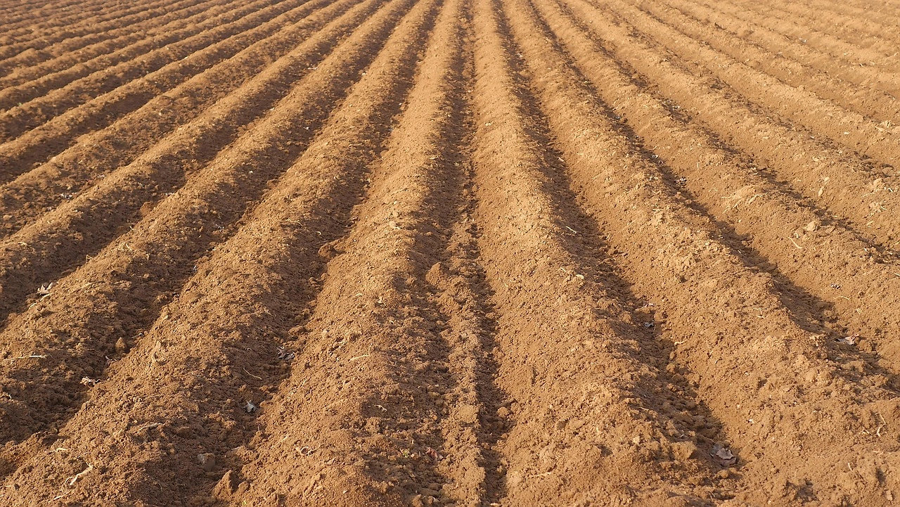 Mother Plants Use Hormone ABA to Pre-Adapt Seeds to Climate, Study Finds