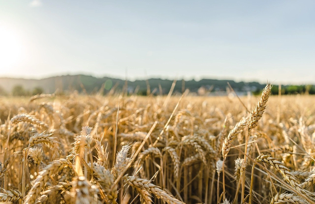 Wheat Futures Drop Below $5.80 as US Harvest Advances