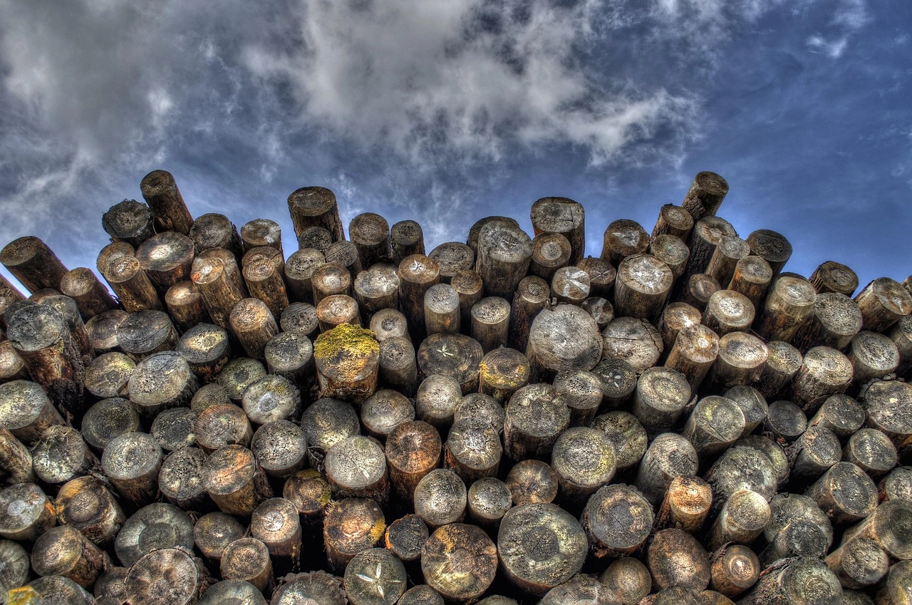 North American Softwood Lumber Market in June 2026: Cautious Sentiment and Flat Prices