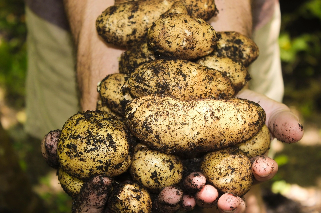 Soil Emerges as Critical Climate Solution at COP30