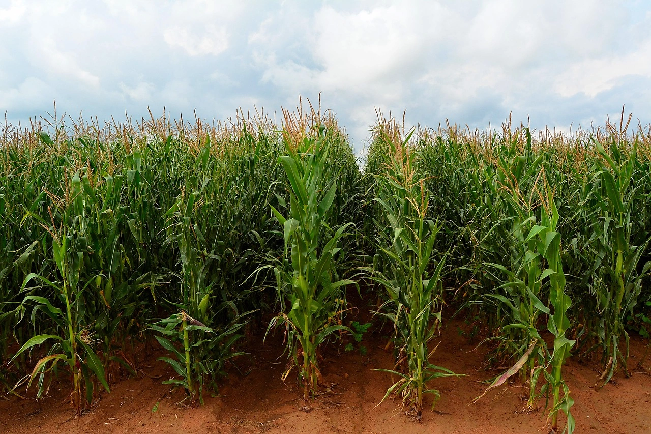 Lower Prices Expected to Keep South Africa Corn Planting Area Steady