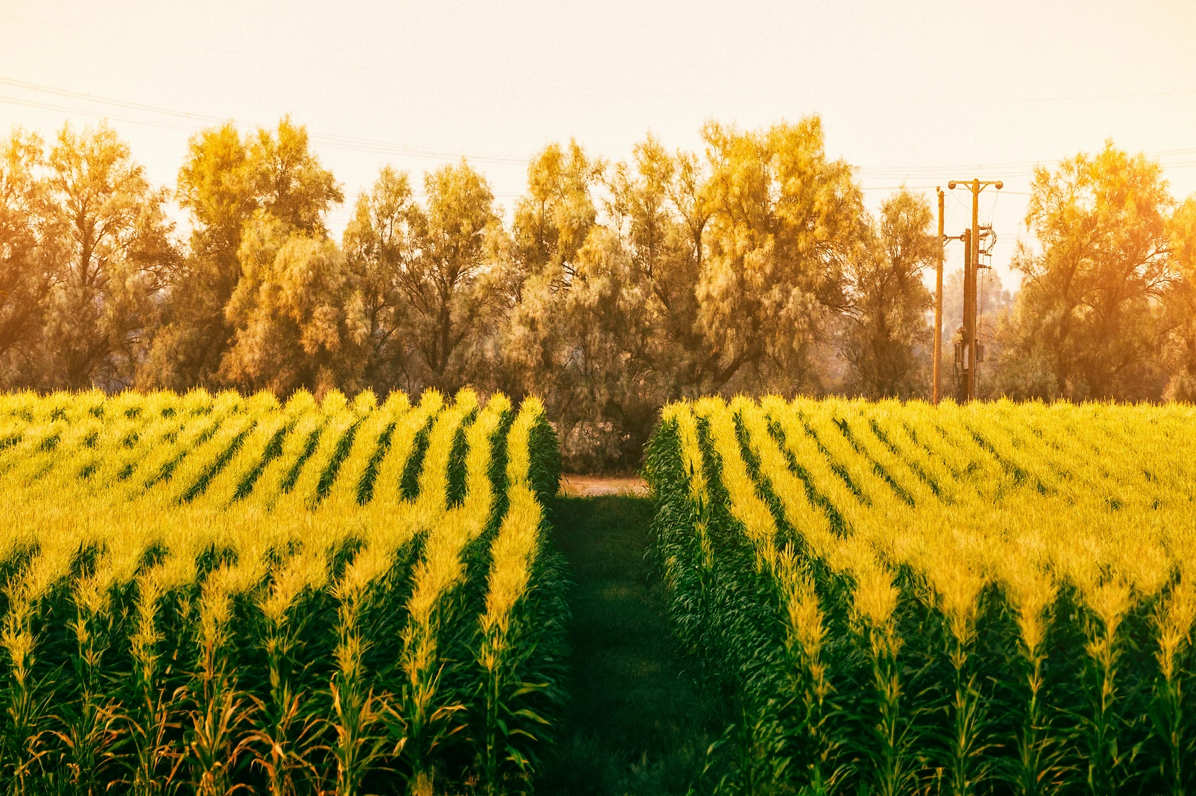 South Africa Corn Exports to Rise to 2.2M Tonnes for 2025-26 on Strong Crop