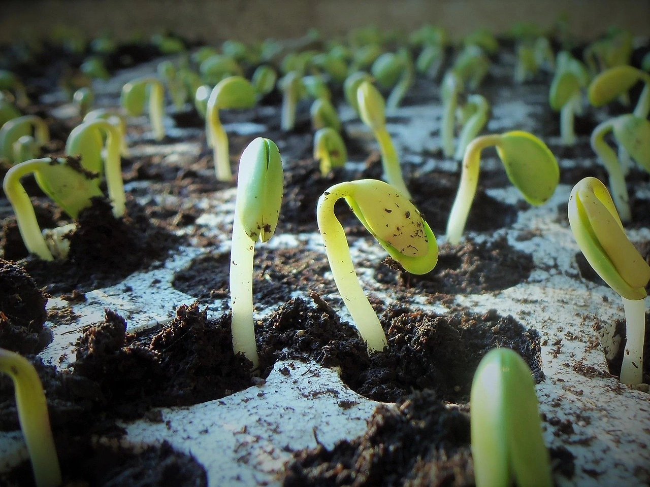 ADM and Bayer Extend Sustainable Soybean Partnership to 100,000 Indian Farmers