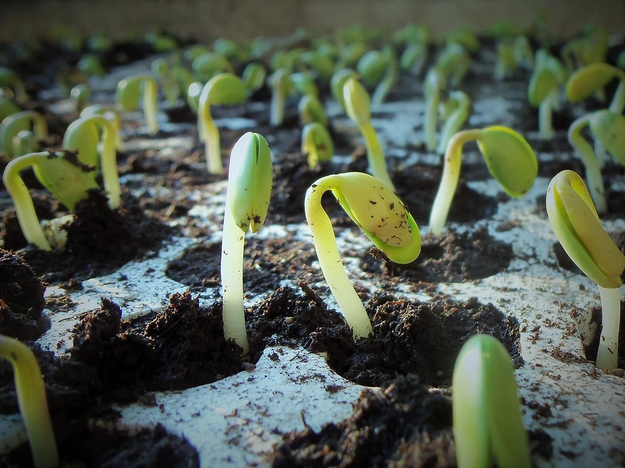 Soybean Futures Fall on Wednesday, Down 6-7 Cents