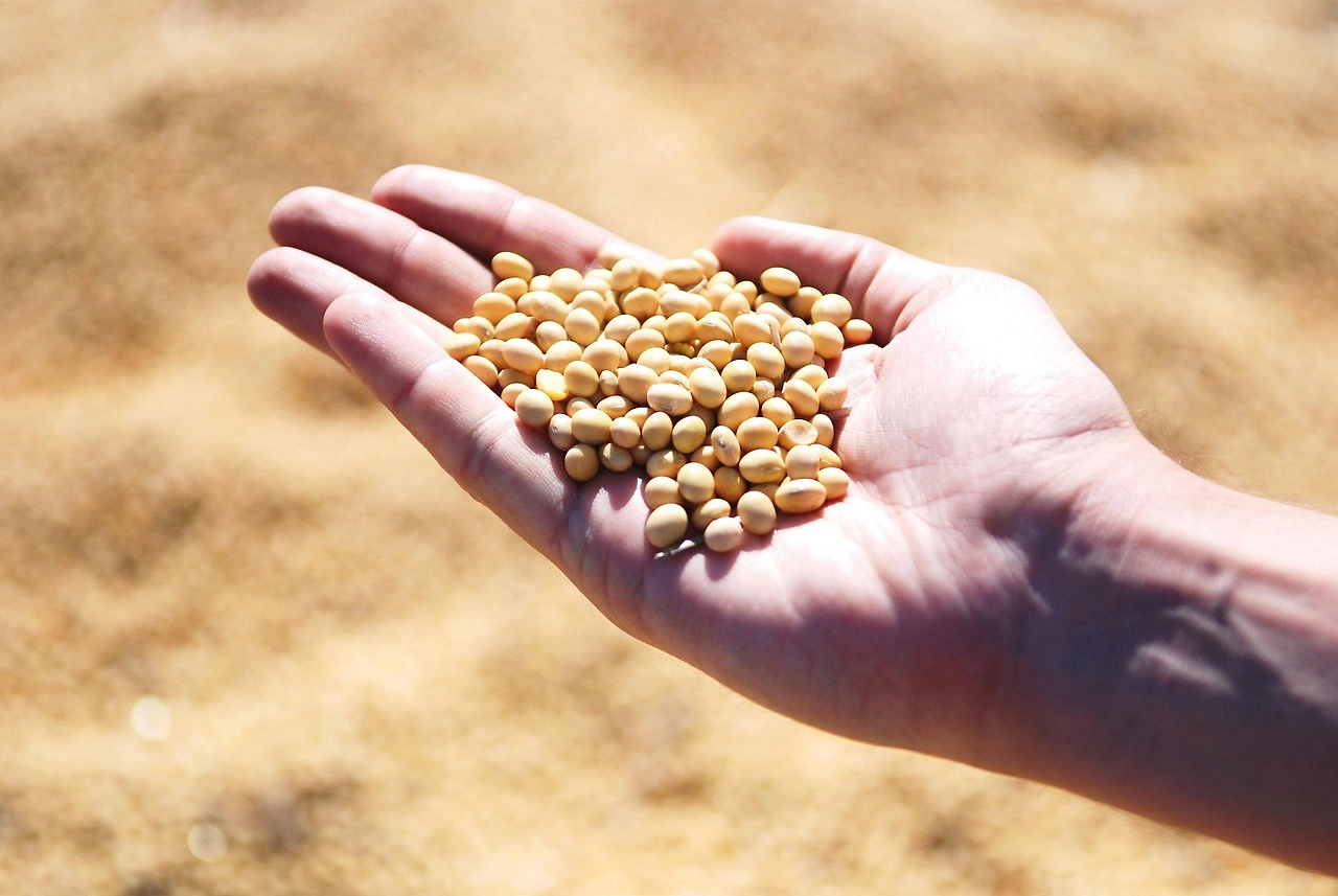 Soybean Market Experiences Upward Trend Amid Trade Developments