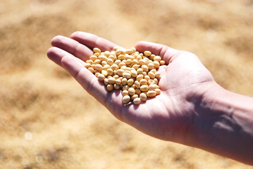 US Farmers Support Trump's Biofuel Boost to Counter Crop Surpluses