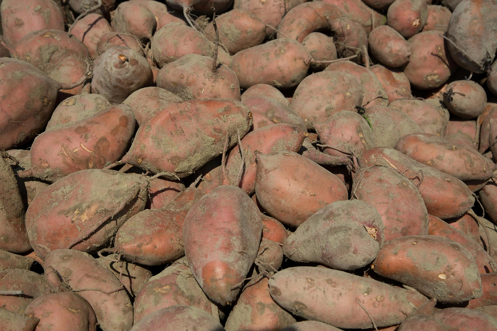 2025 Sweet Potato Market Report: Eastern North Carolina Conditions Steady