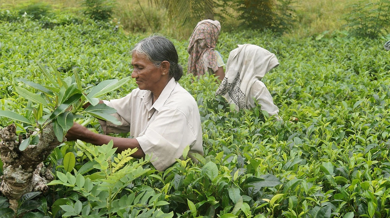 Tea Industry Faces Climate and Financial Crisis Threatening Future Supply