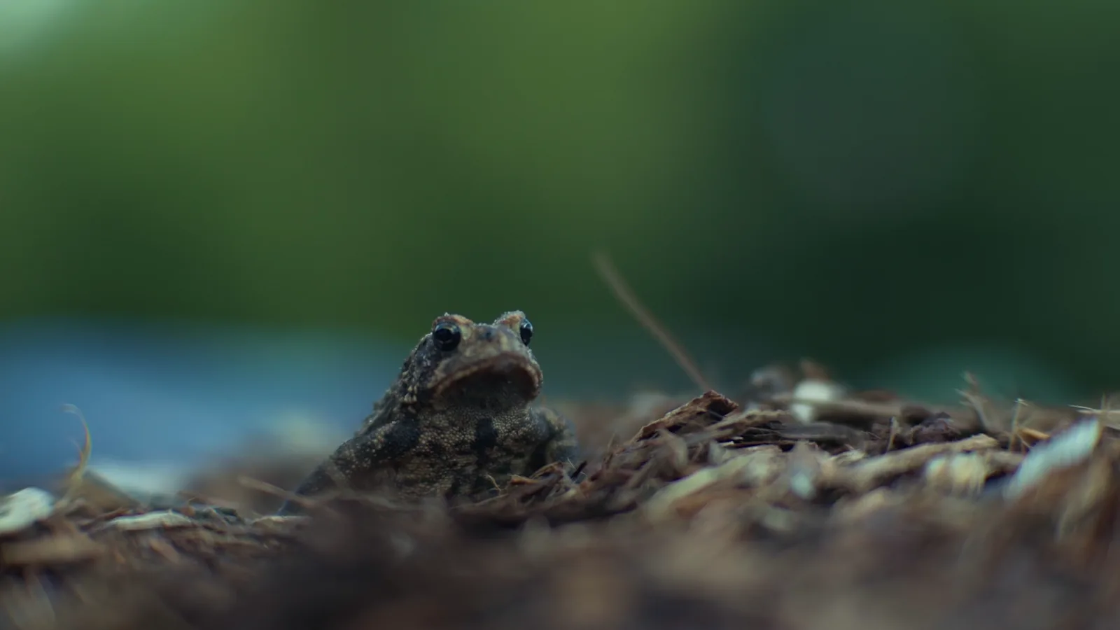 British Wildlife Photography Awards 2026 Winners Announced
