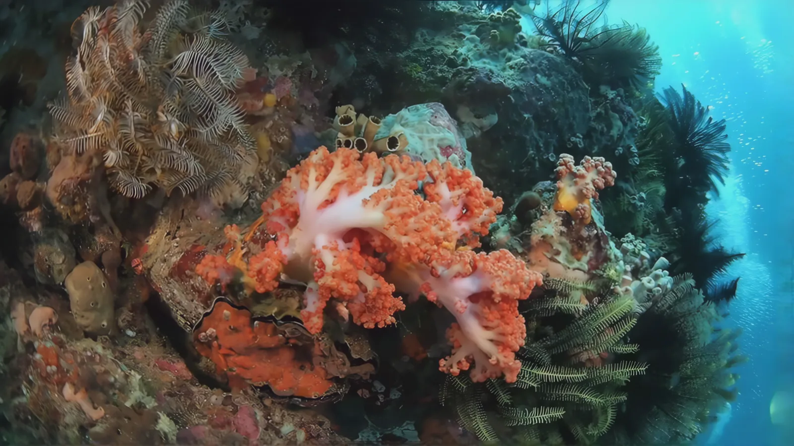 SPRFMO Criticized for Inadequate Action on Giant Squid Fishery