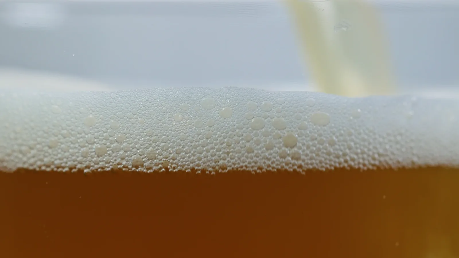 Chicago Craft Breweries Half Acre and Maplewood Announce Merger