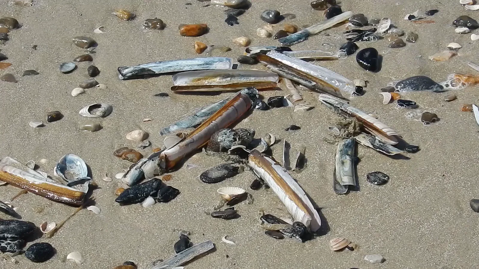 U.S. Proposes Reclassifying Squid as Shellfish to Simplify Regulations