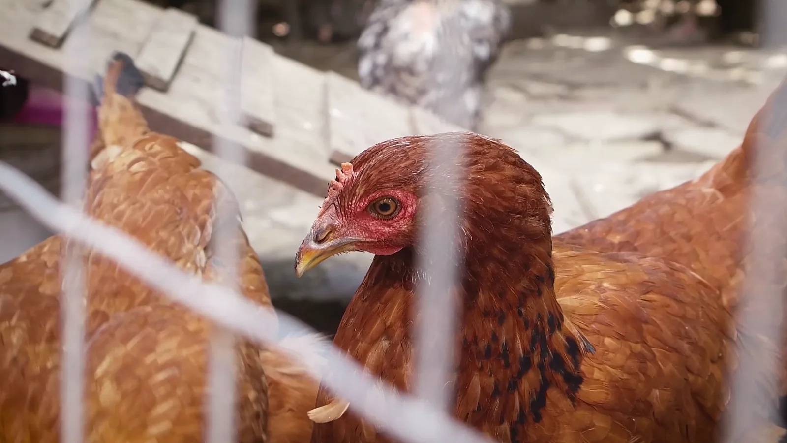 Senate Democrats Propose Restructuring Meatpacking Industry to Lower Prices