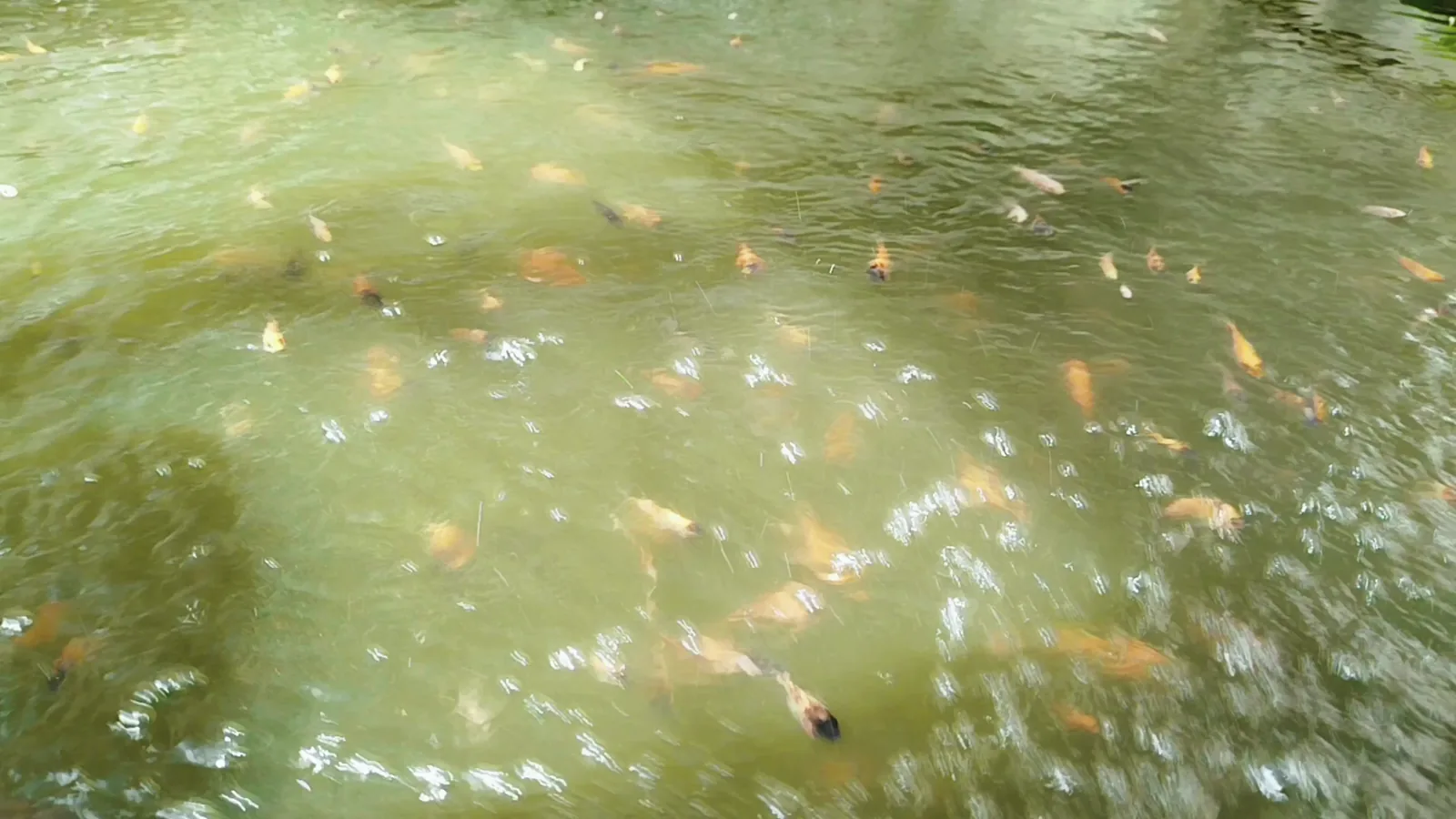 Lodingen Fisk Adopts Land-Based Salmon Farming with Pure Salmon Technology