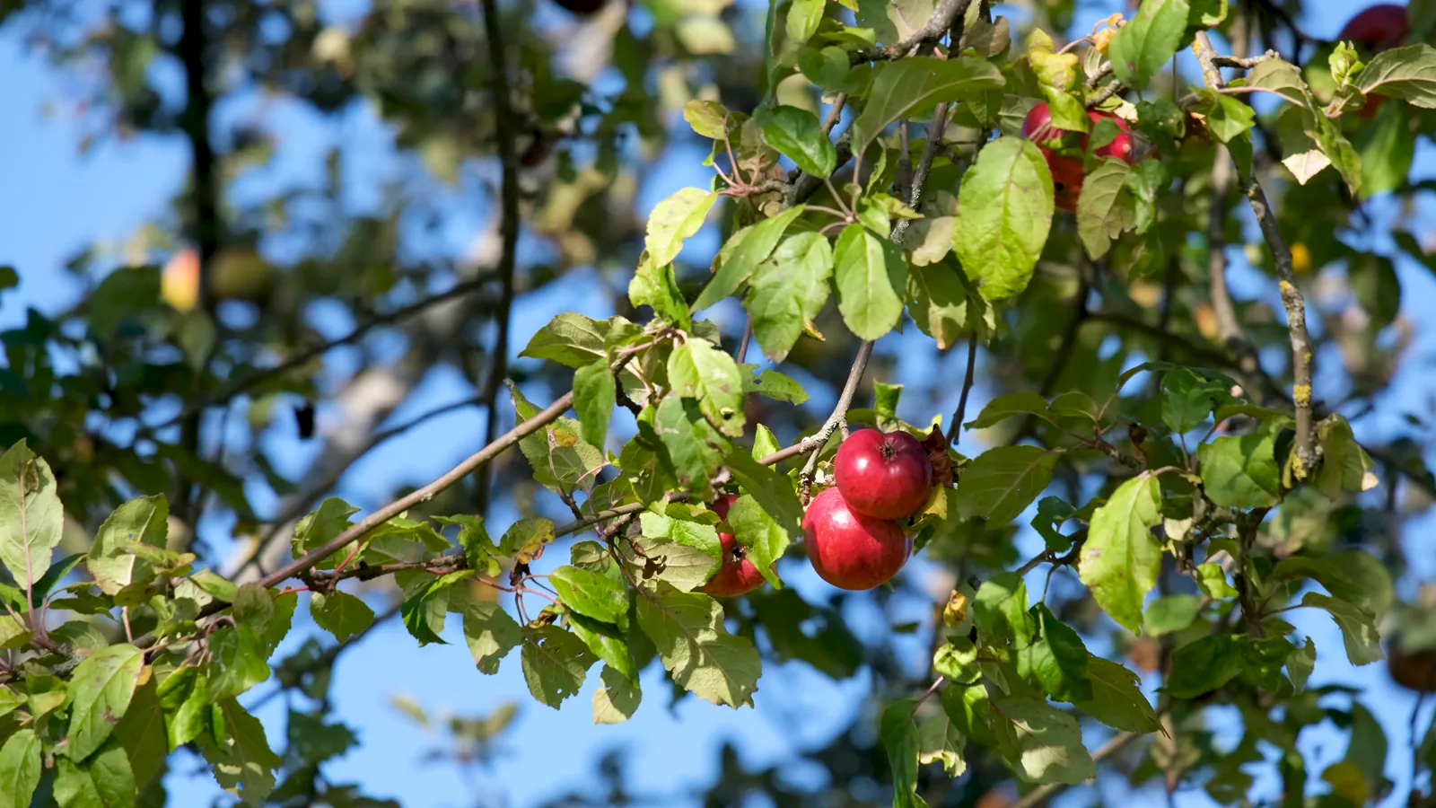 Apple Market Conditions & Prices in Appalachian District for 2025 Season