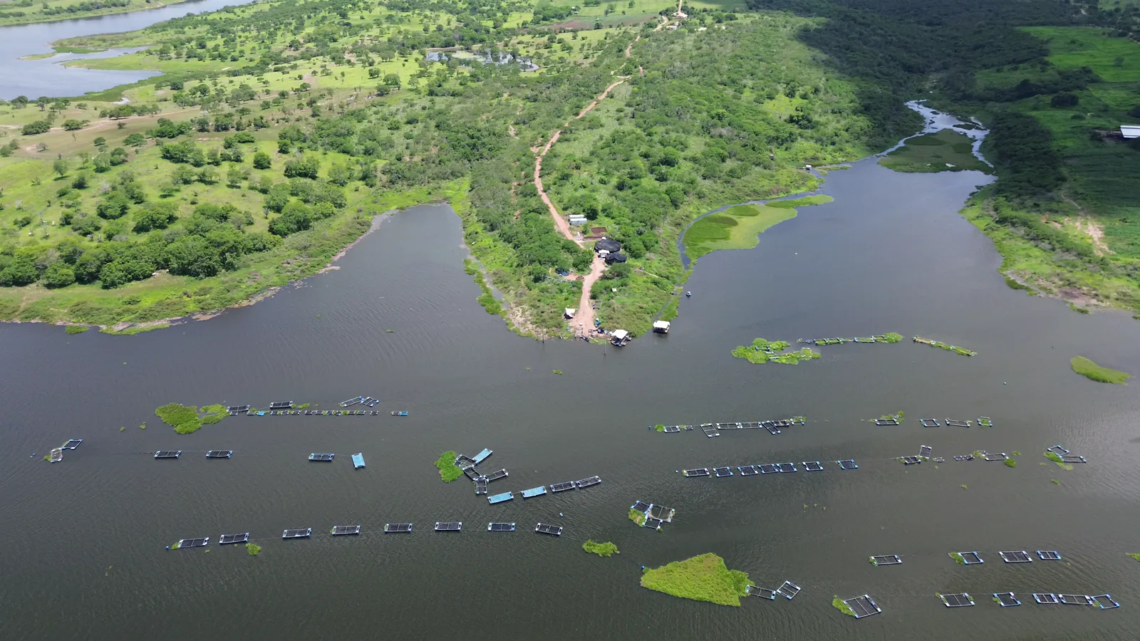 Brazilian Aquaculture Production Hits Record 1 Million Tons in 2025