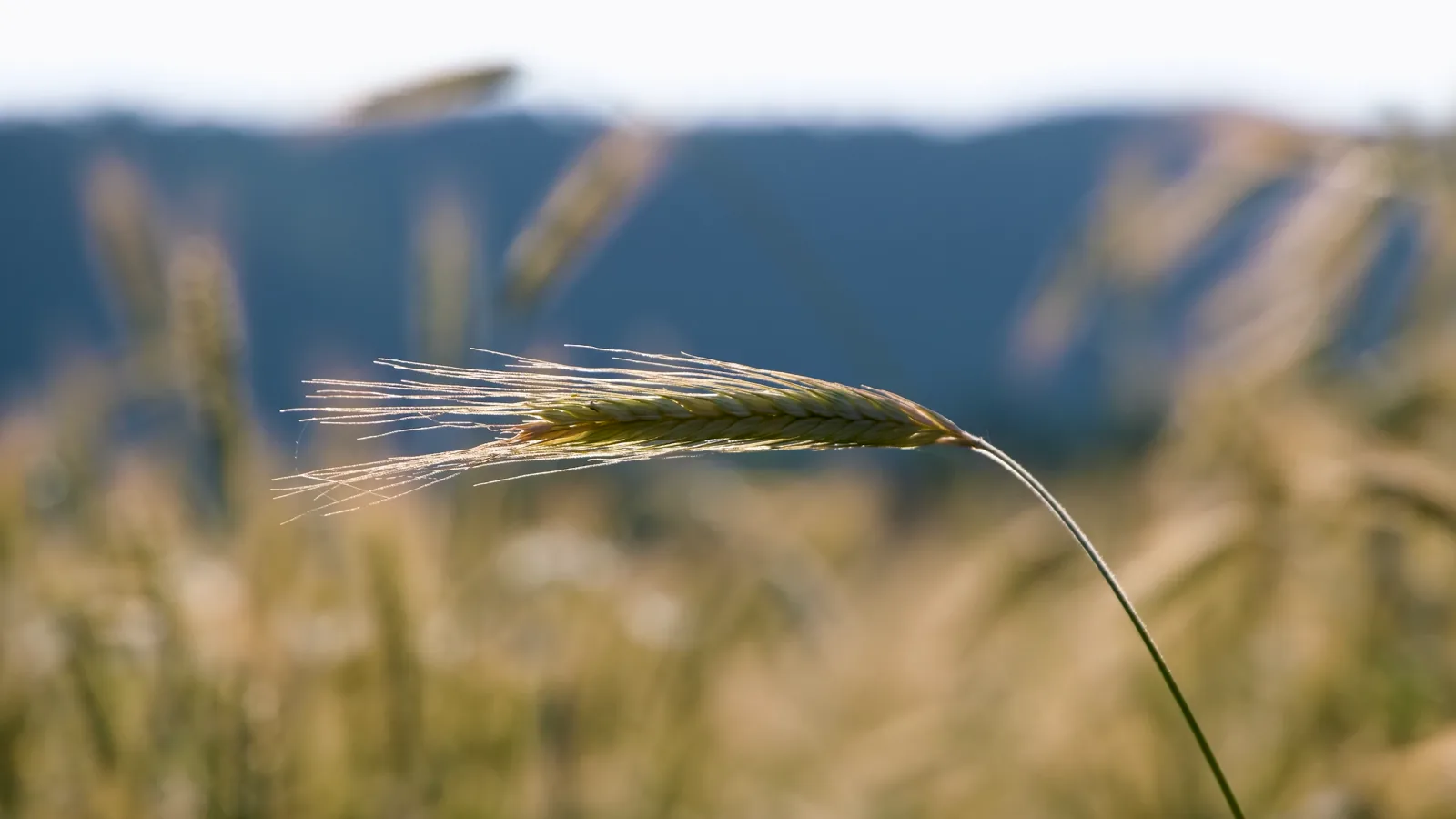 2025 Grain Dust Explosions Caused 4 Fatalities and 10 Injuries