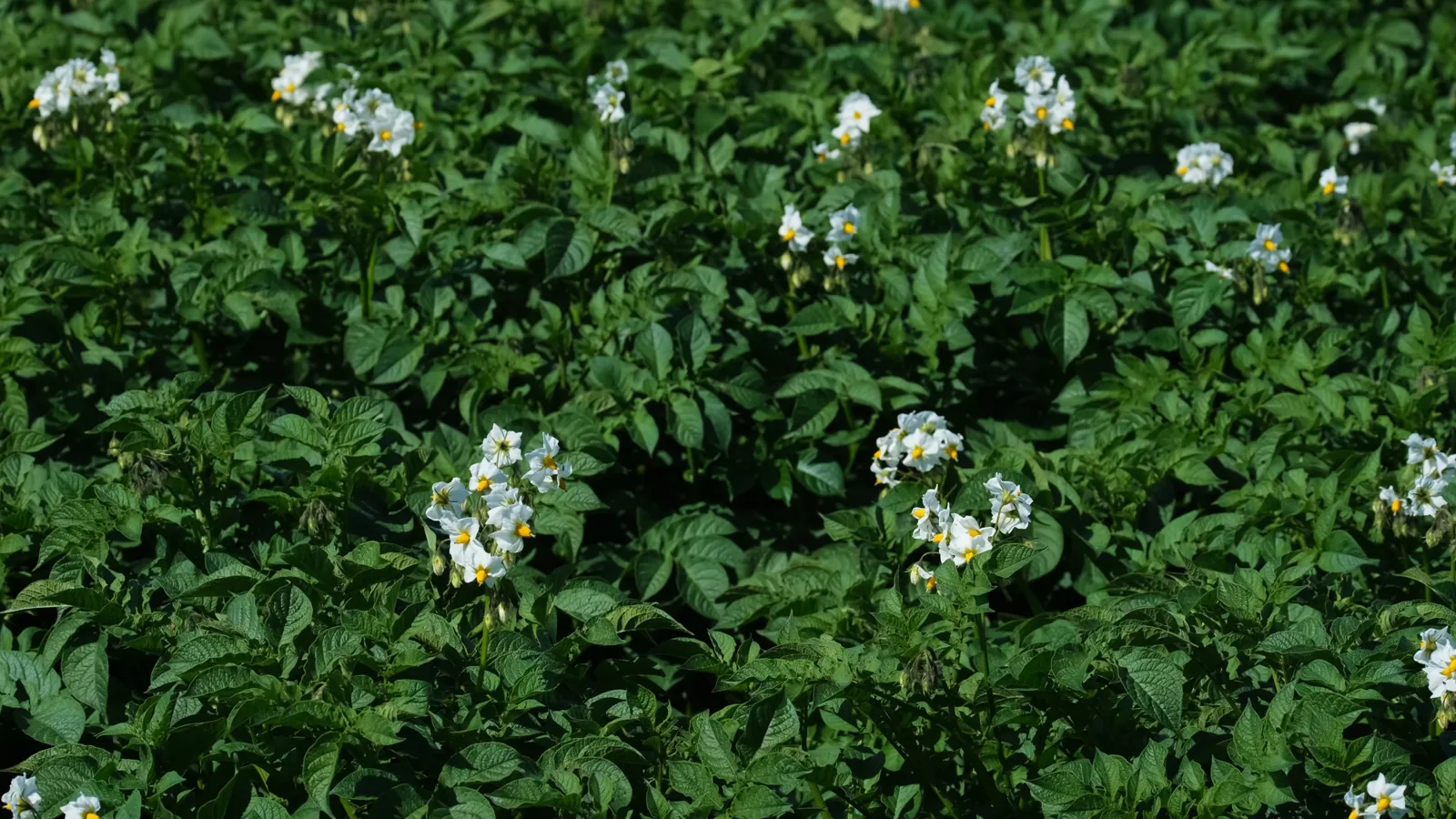 Norway's 2025 Potato and Forage Production Detailed in Official Statistics