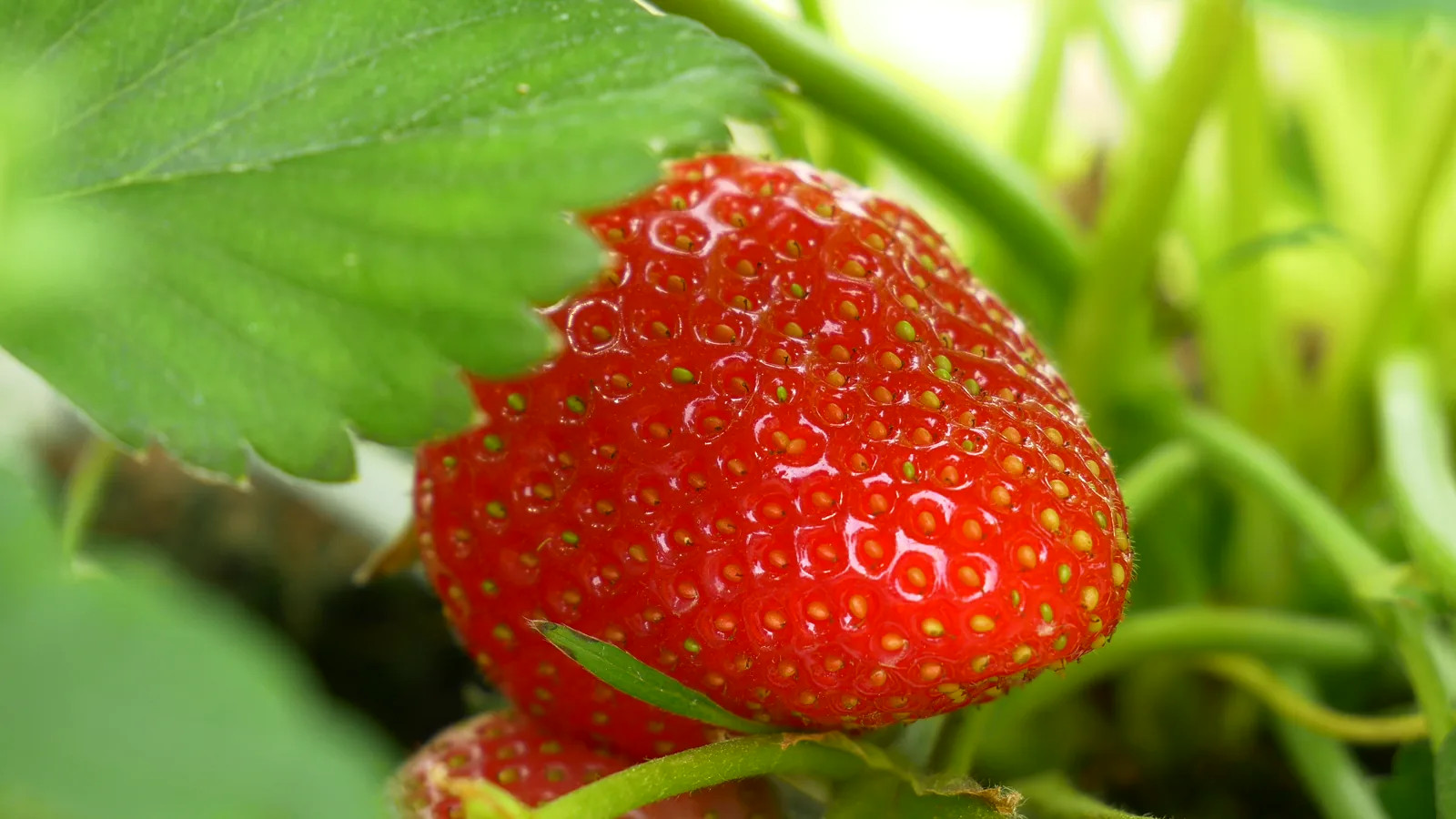 Central Florida Strawberry Market Price Range Report