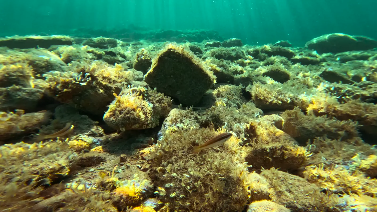 Cooke Acquires Avramar Greece Debt, Set to Gain Operational Control