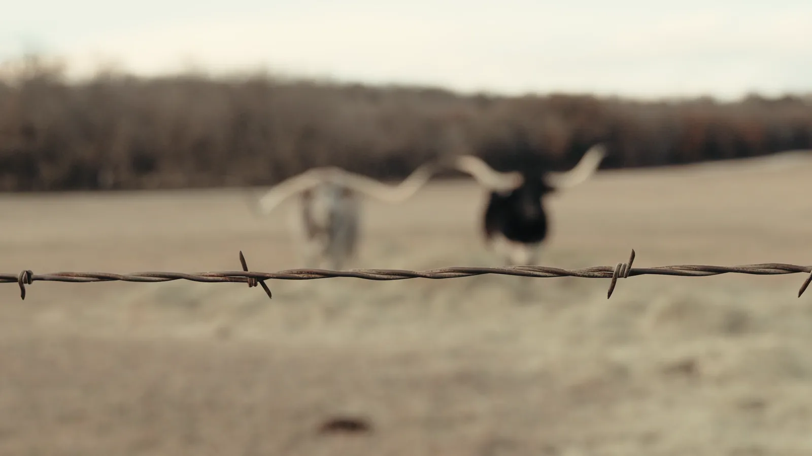 Negotiated Cattle Trade Inactive in Texas Panhandle