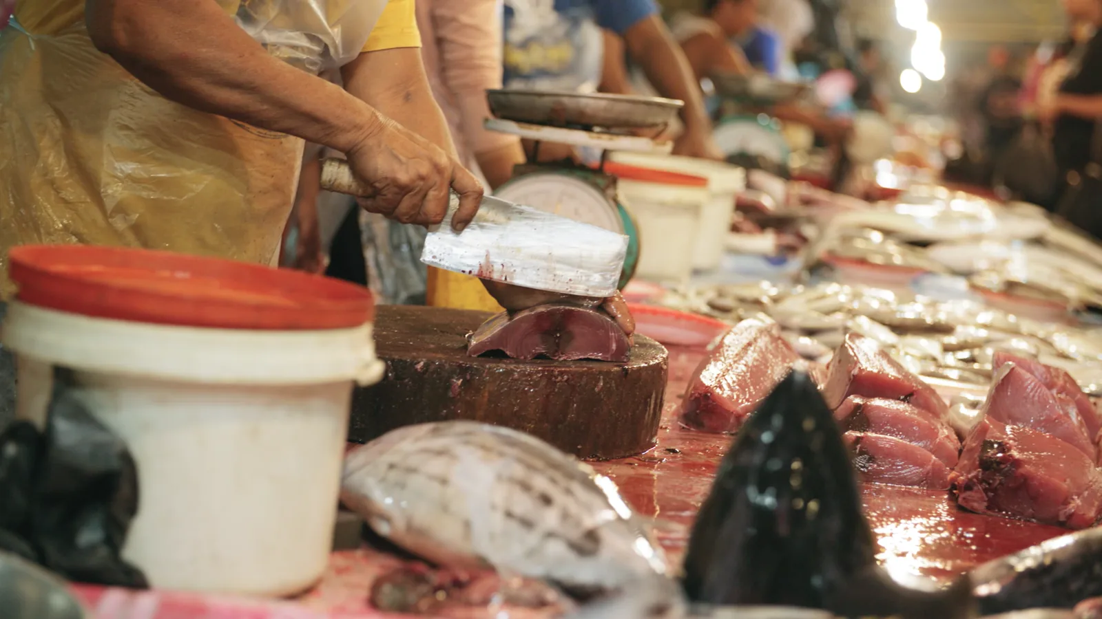 New Book Aims to Diversify Mexico's Seafood Consumption