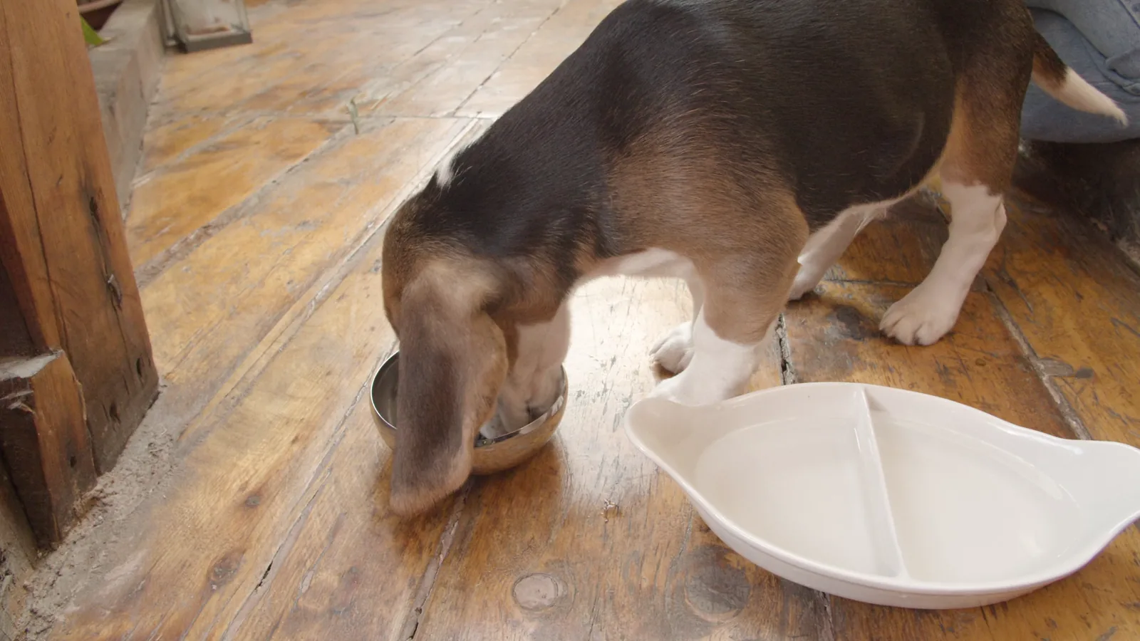 Chewy Q4 2025 Earnings Report: Revenue Growth Expected to Stall