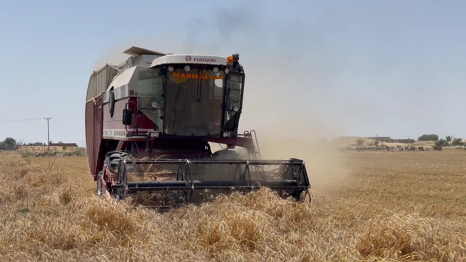 US Wheat Export Demand Weakens as Global Supplies Normalize in 2026