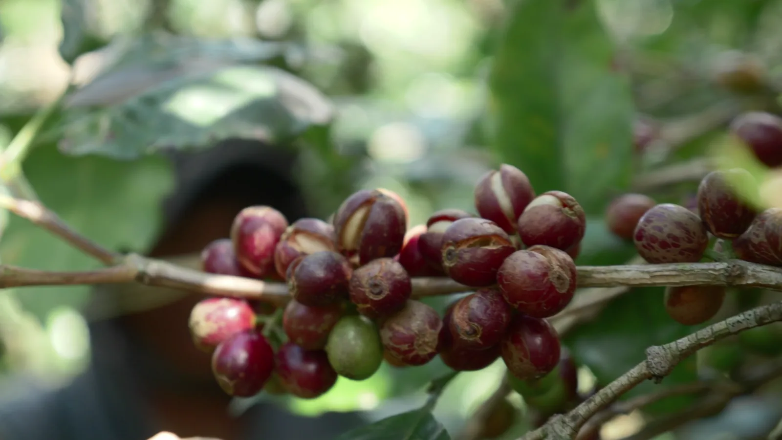 Easter Eggflation: Climate Change and Budget Cuts Drive Chocolate Price Surge
