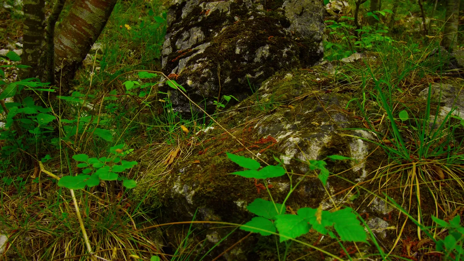 US PET Recycling Sector Struggles with Plant Closures and Import Pressure