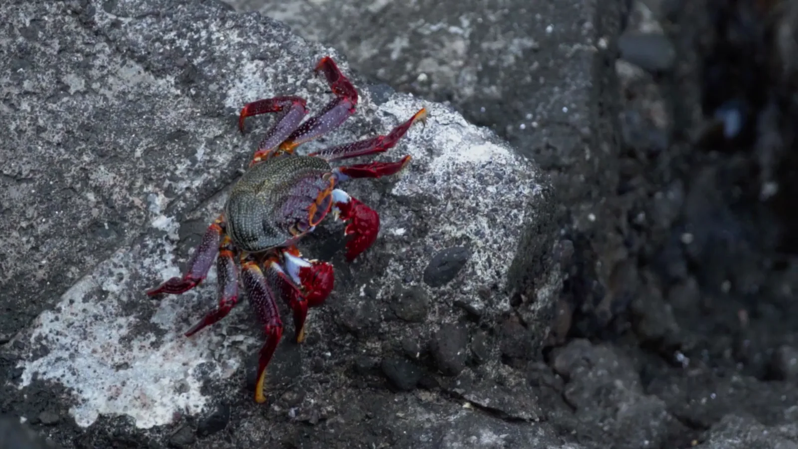Snow Crab Price Talks Resume in Newfoundland After Union Delays