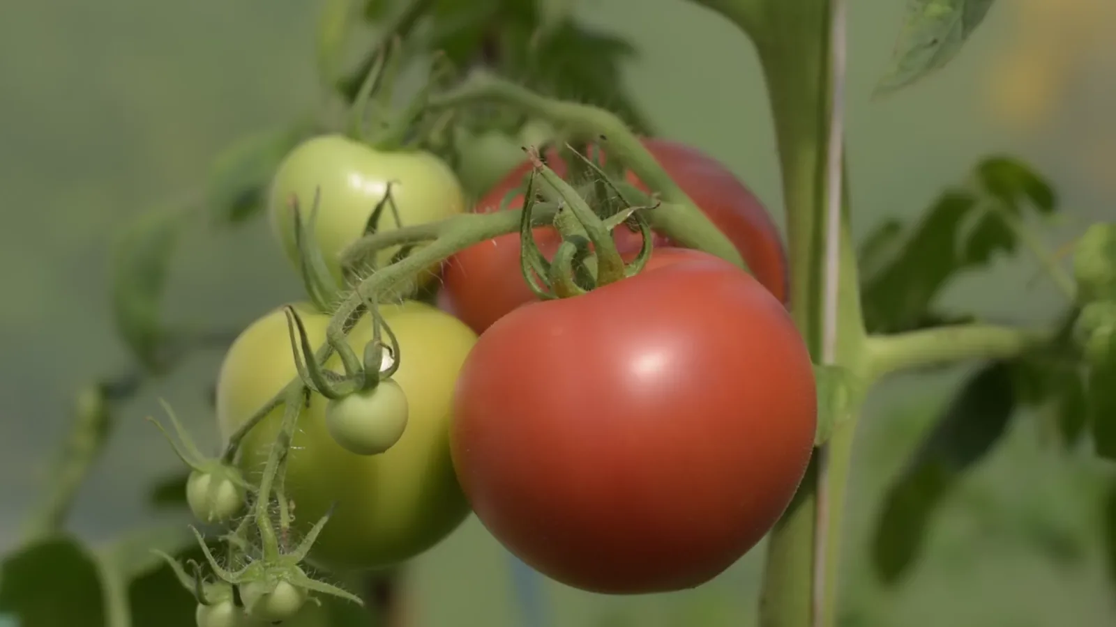 Silicon Solar Greenhouses Increase Tomato Yield and Energy Output