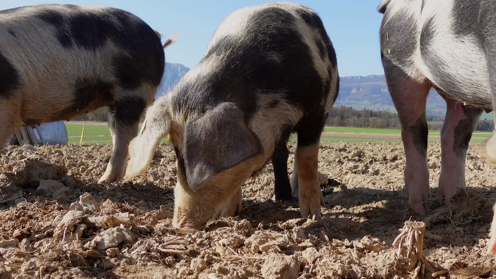 China's Farms Adopt Fermented Feed to Cut Costs and Boost Food Security