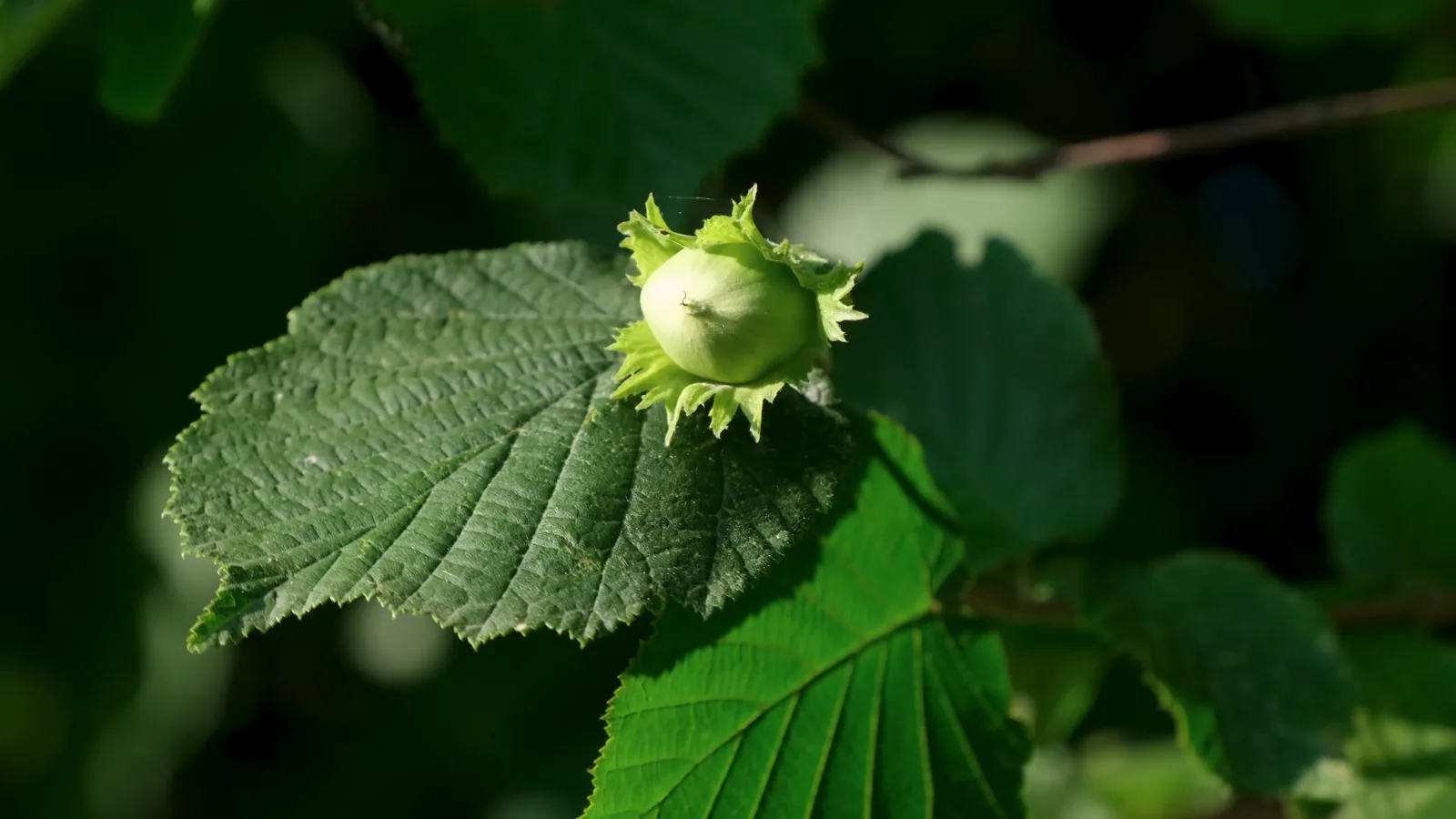 Foray Bioscience Partners with Zs Nutty Ridge to Scale Hybrid Hazelnuts