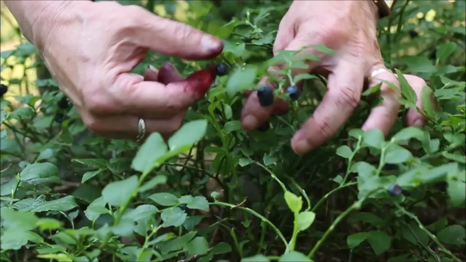 Blueberry Supply Tight in Florida, Steady Prices from Peru as of April 2026